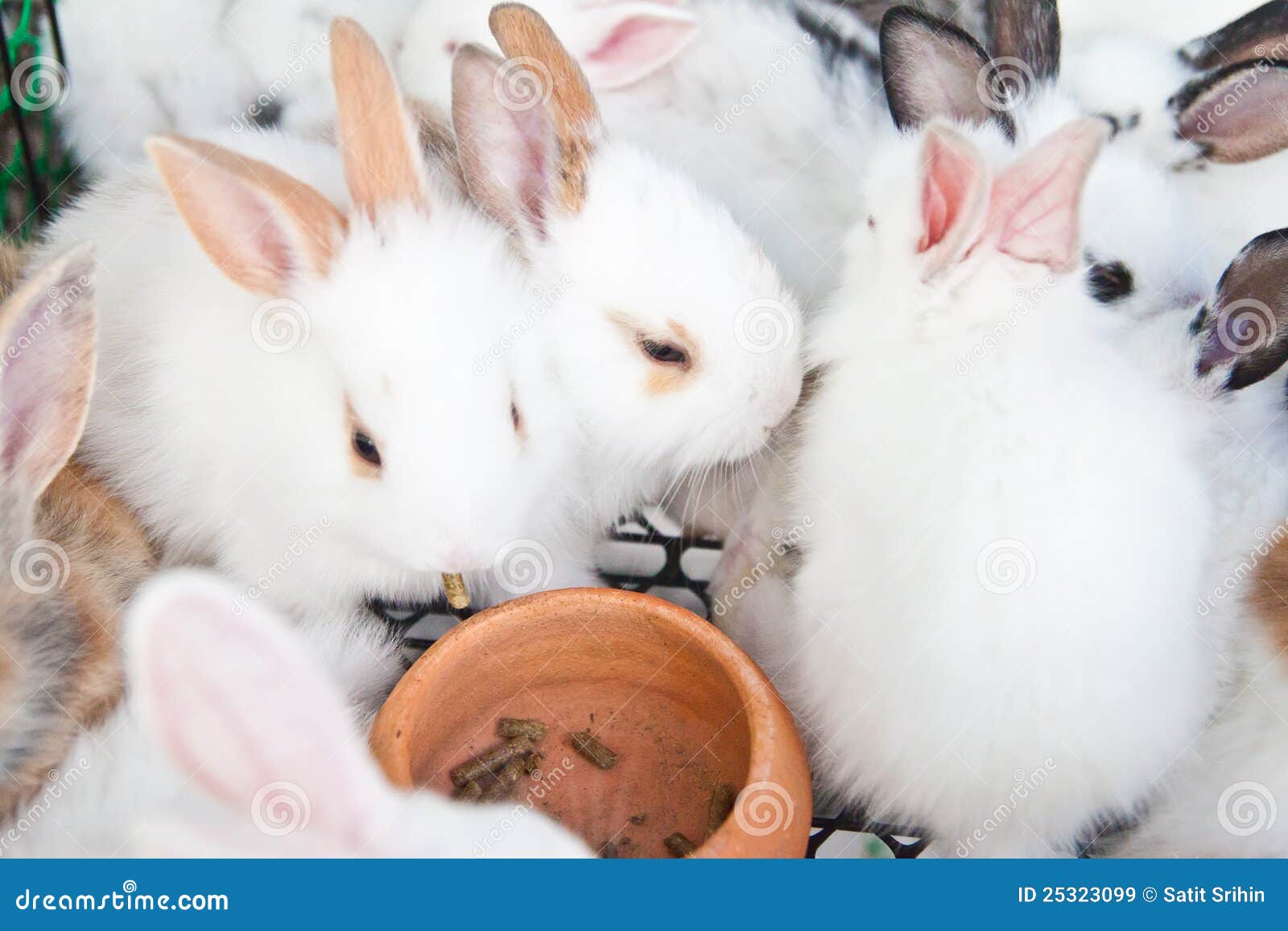 Young rabbits stock image. Image of rabbit, season, hutch - 25323099