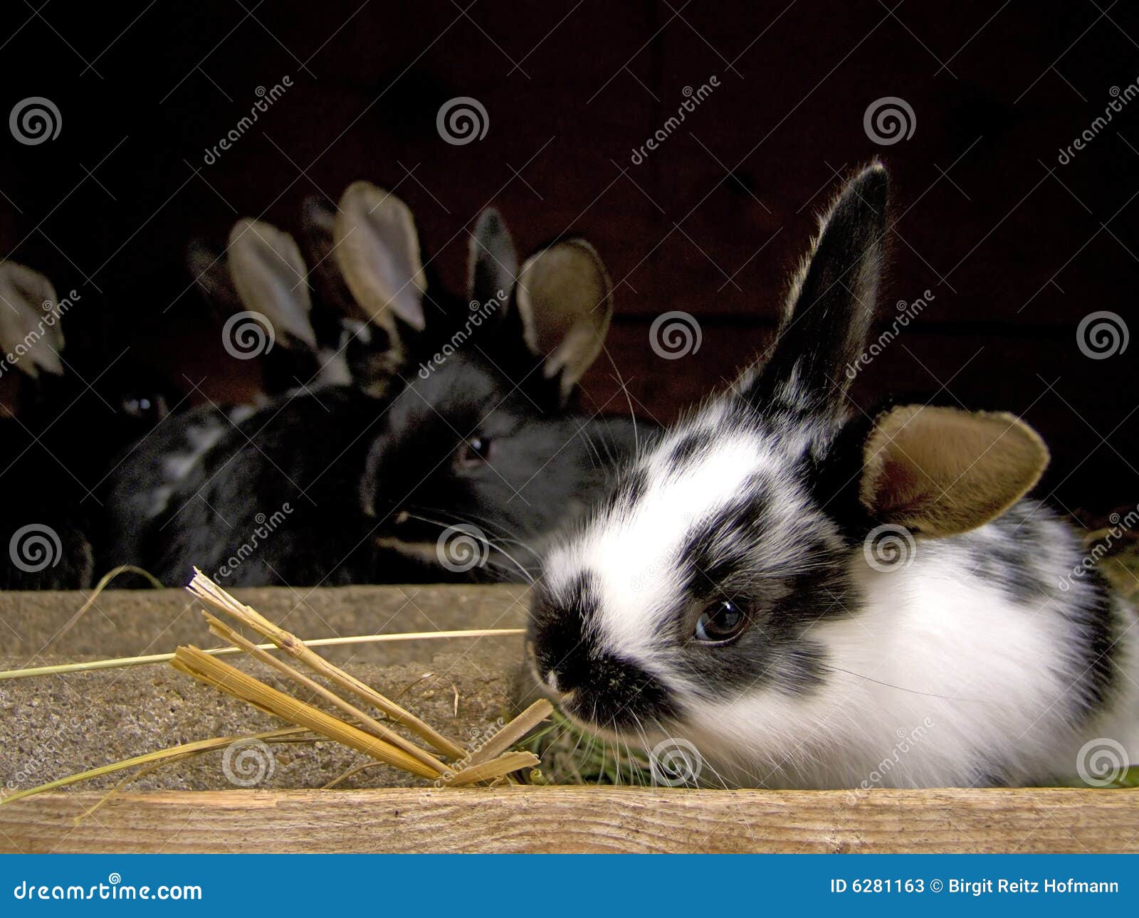 Young rabbits stock image. Image of agriculture, breed - 6281163