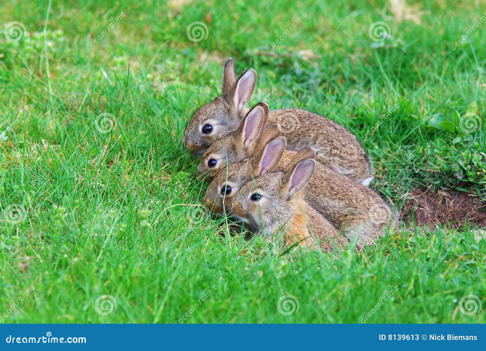 Young Rabbits Stock Photos - Image: 8139613