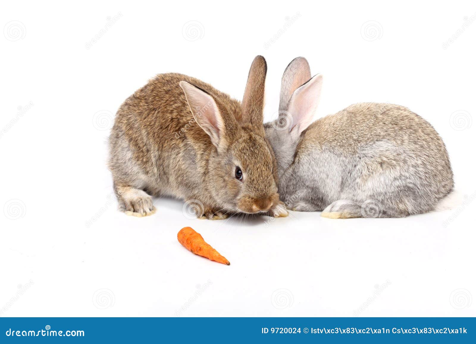 Young rabbits stock photo. Image of grey, couple, friendly - 9720024