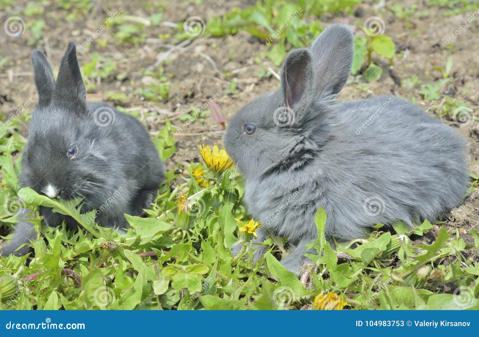 Young rabbits stock image. Image of eating, animal, nature - 104983753