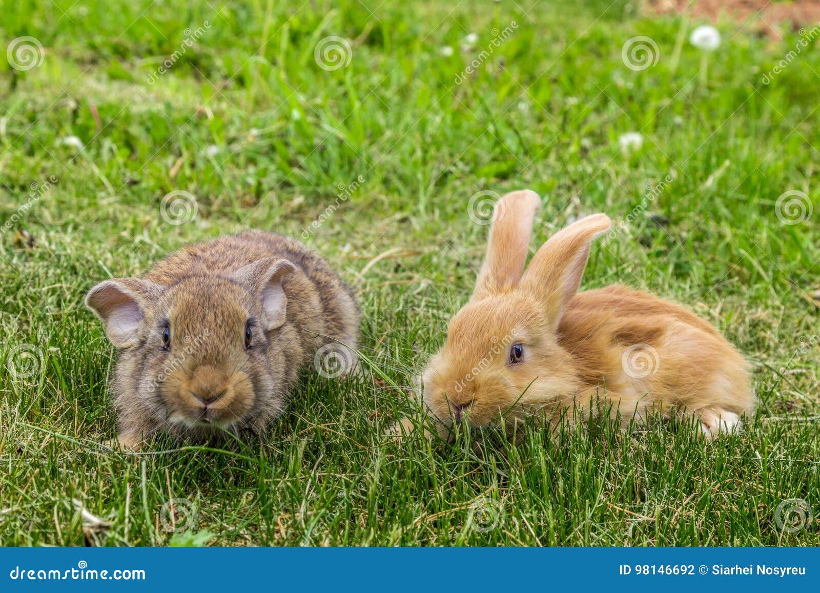Young Rabbits on Green Grass Stock Photo - Image of drought, little ...