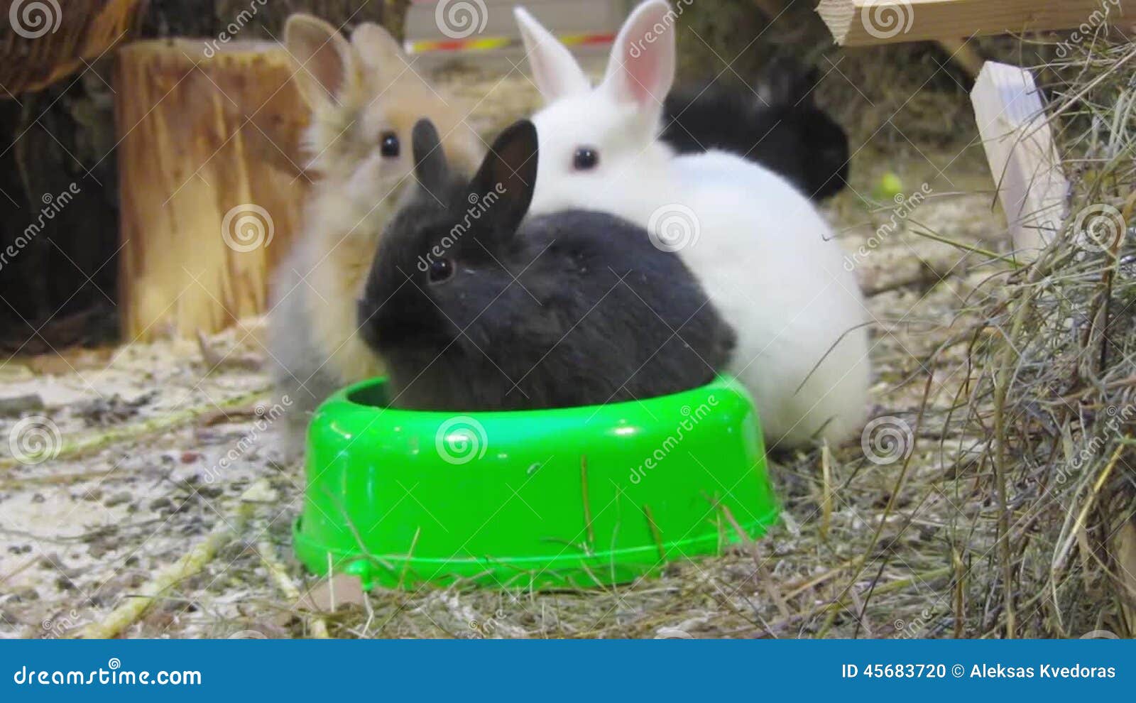 Young rabbits stock footage. Video of rabbit, nature - 45683720