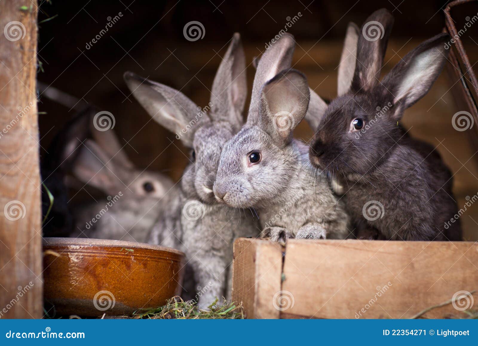 Young Rabbits Popping Out of a Hutch Stock Image - Image of family ...