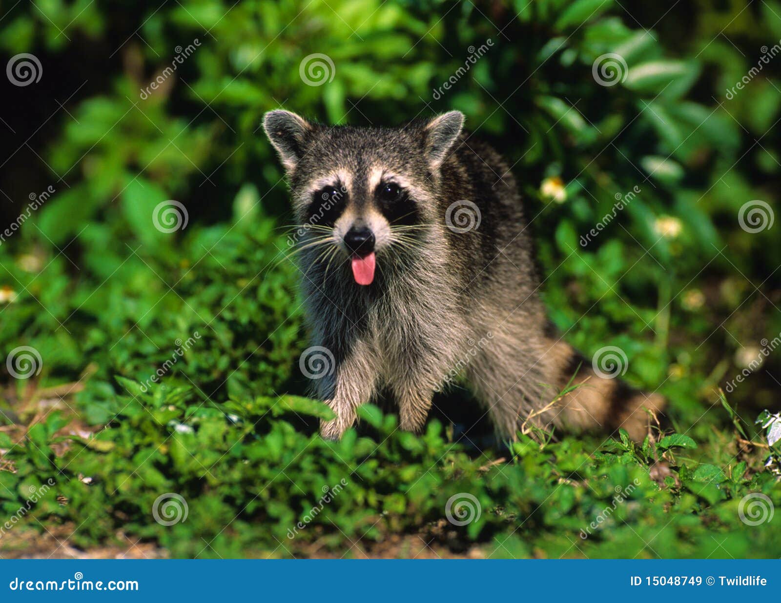 Young Raccoon stock image. Image of green, raccoon, young - 15048749