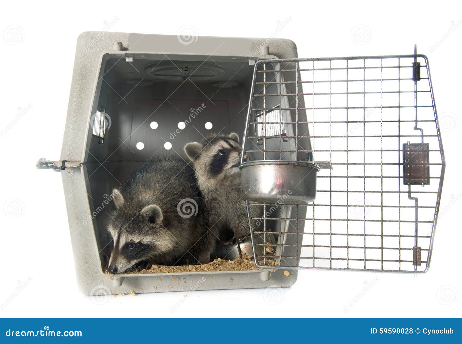 Raccoon In A Cage Royalty-Free Stock Photo | CartoonDealer.com #67173591