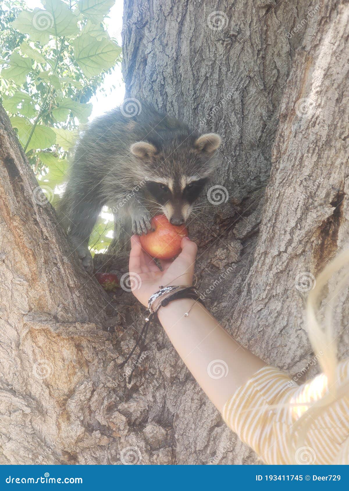 Raccoon Eating Potato Chip Stock Image | CartoonDealer.com #140989