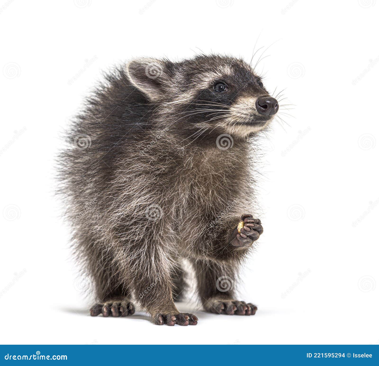 Young Raccoon Standing In Front And Facing Stock Photography ...