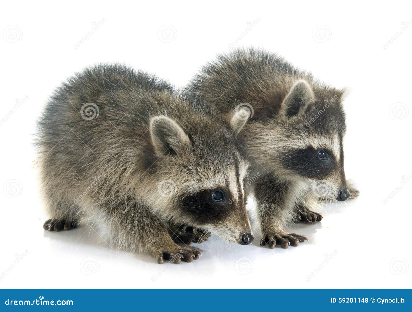 Young raccoon stock photo. Image of background, baby - 59201148