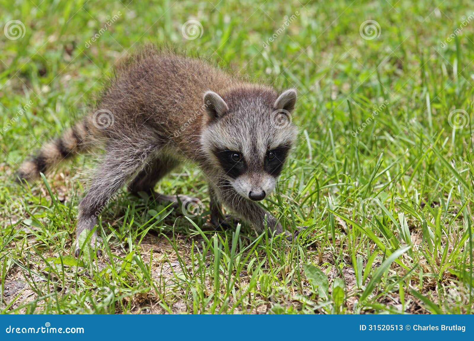 Young Raccoon Standing In Front And Facing Stock Photography ...