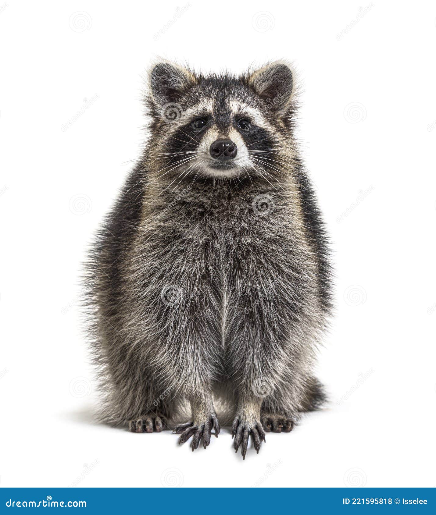 Young Raccoon Standing in Front and Facing at the Camera Stock Photo ...