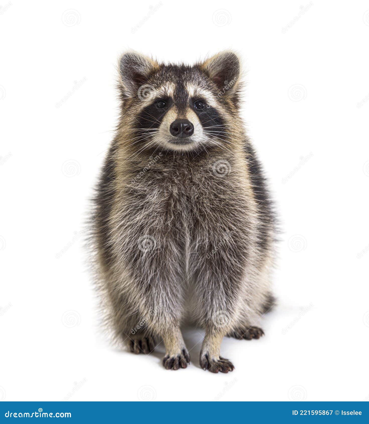 Young Raccoon Standing in Front and Facing at the Camera Stock Image ...