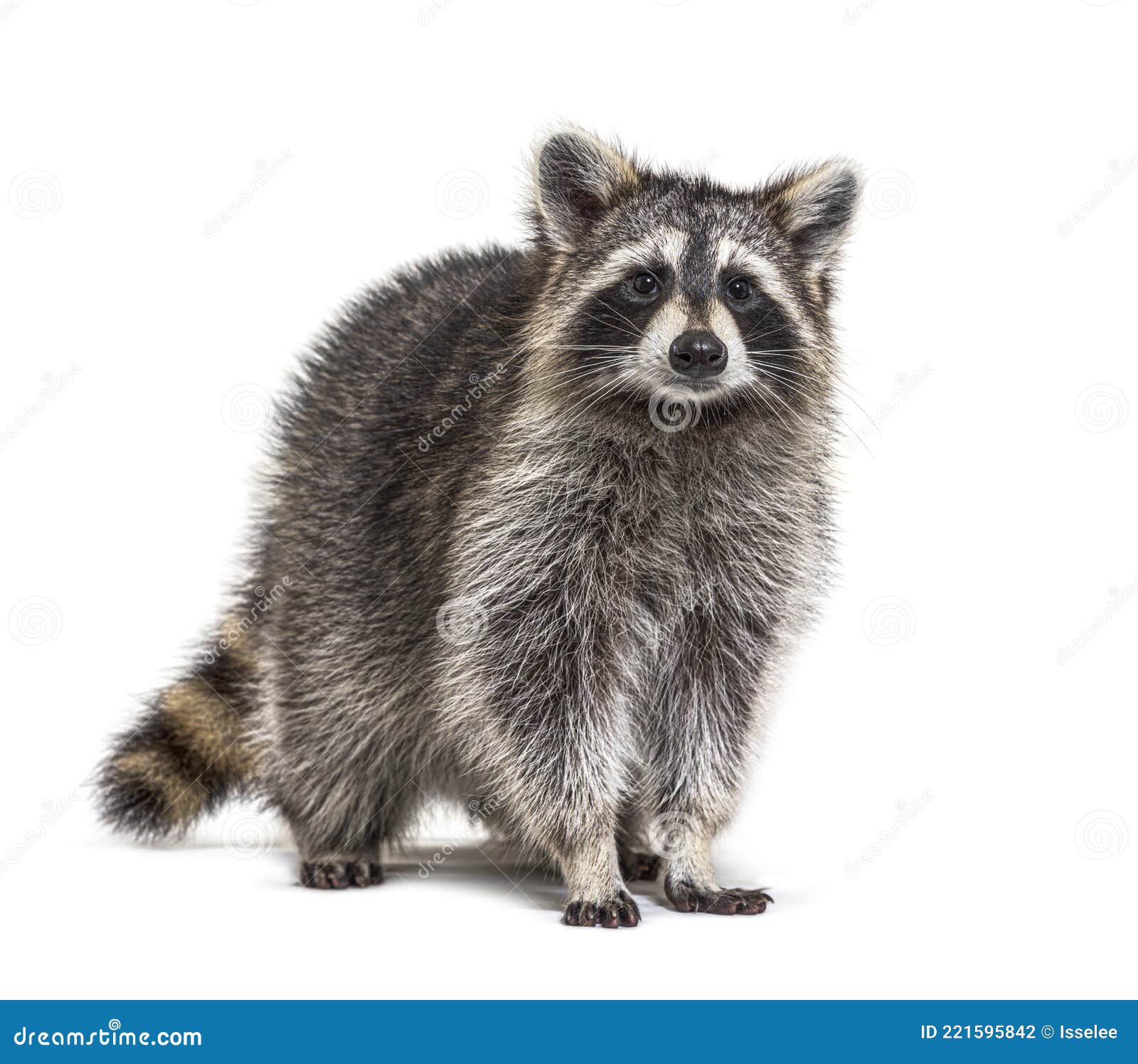 Young Raccoon Standing in Front and Facing Stock Photo - Image of ...