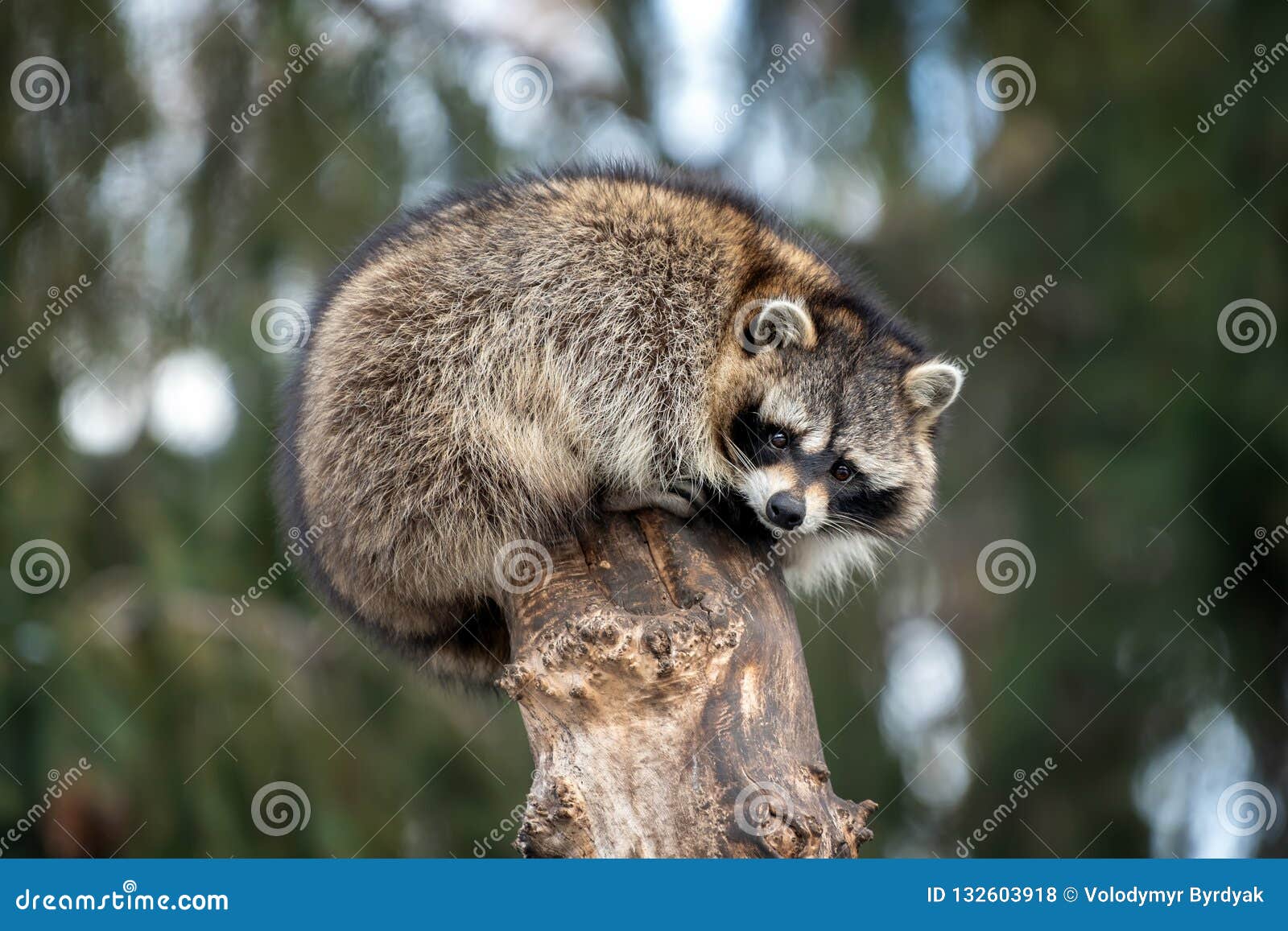 Raccoon on a tree stock photo. Image of looking, humorous - 132603918