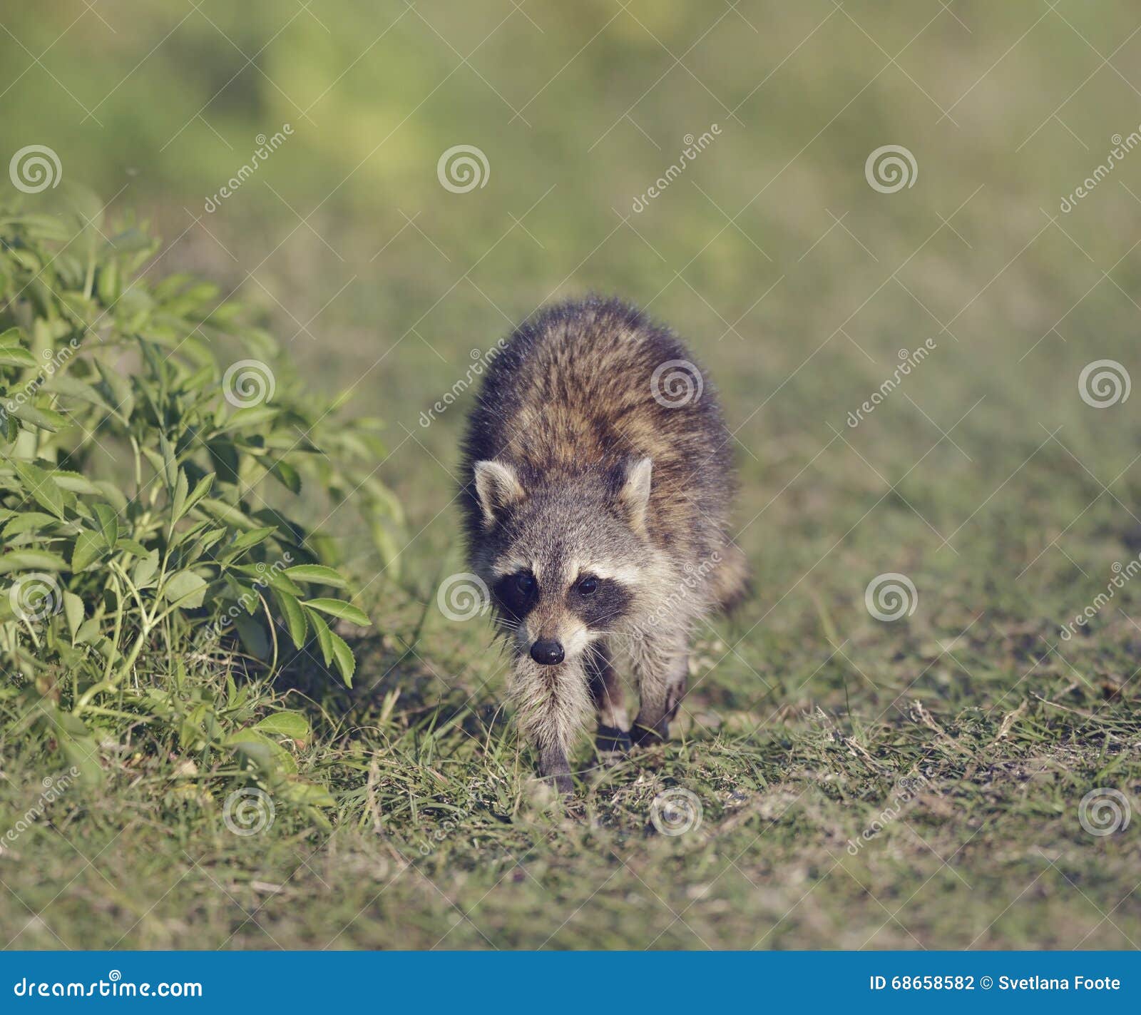 Young Raccoon Walking stock photo. Image of mammal, young - 68658582