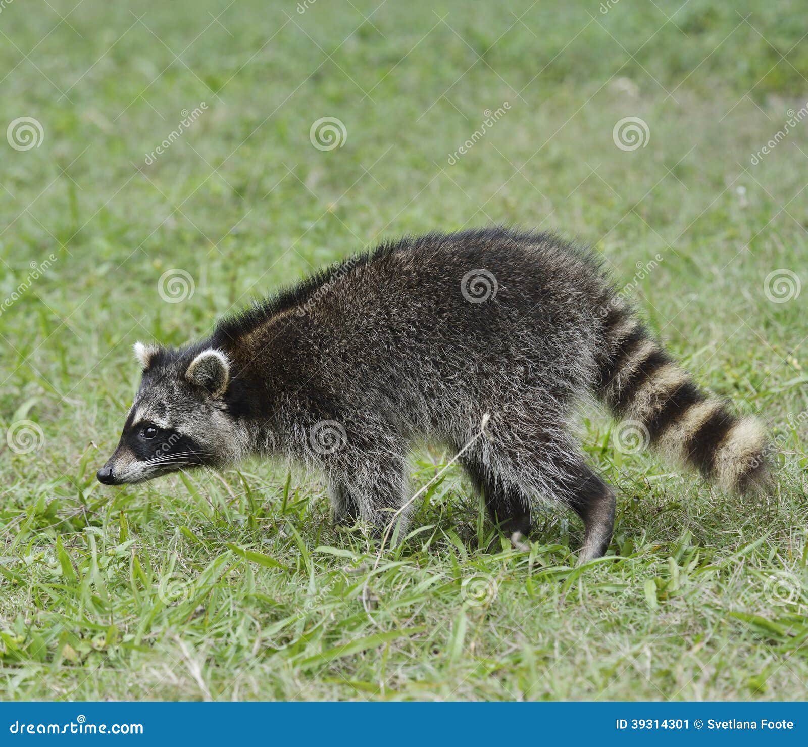 Young Raccoon stock image. Image of nature, mammal, grass - 39314301