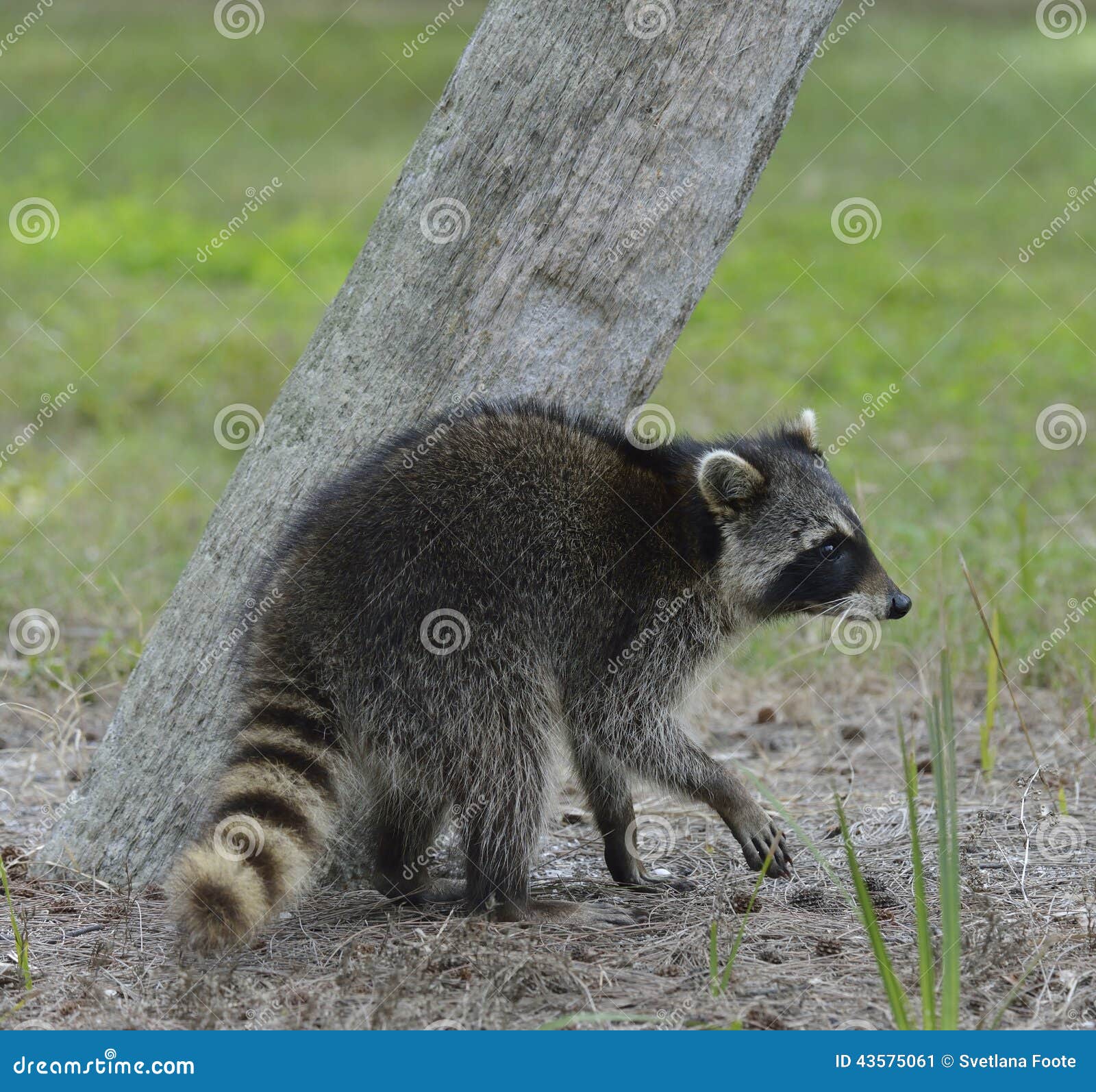 Young Raccoon stock image. Image of mask, animal, florida - 43575061