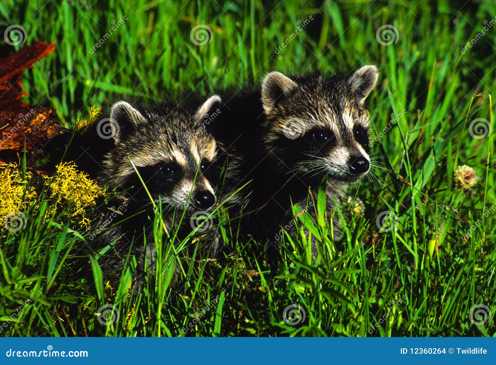 Young Raccoons stock photo. Image of bandit, moss, nature - 12360264