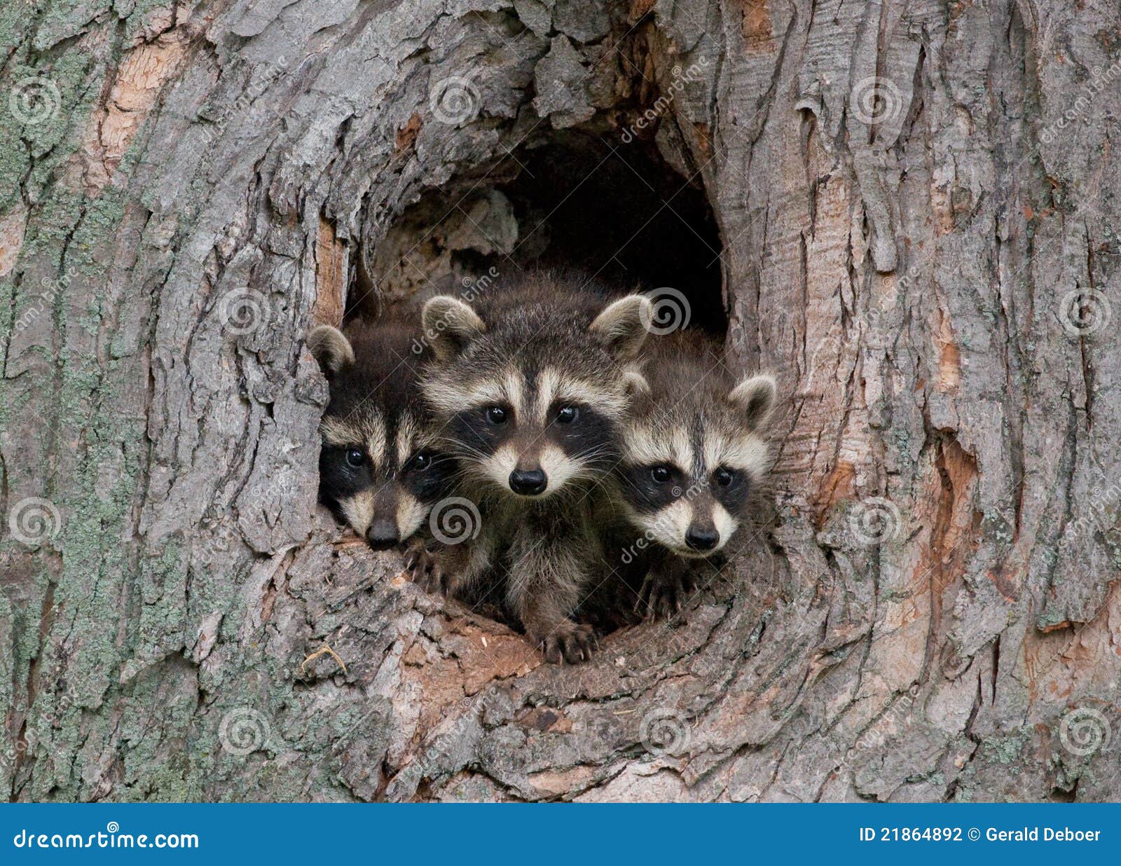 Young Raccoons stock photo. Image of animal, friends - 21864892