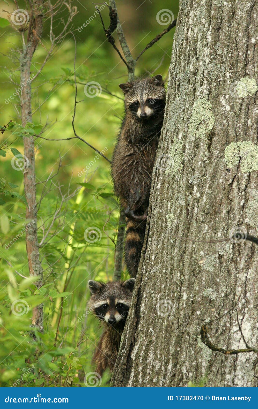 Young Raccoons in a Tree stock photo. Image of provincial - 17382470