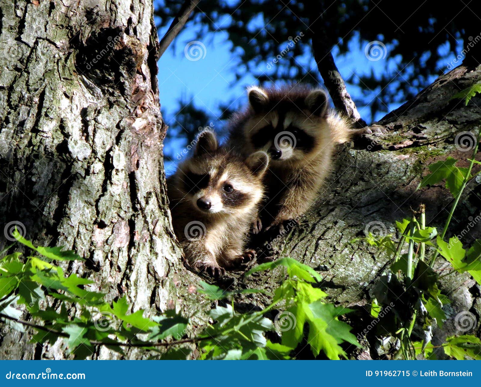 Young Raccoons stock image. Image of tree, scared, raccoons - 91962715