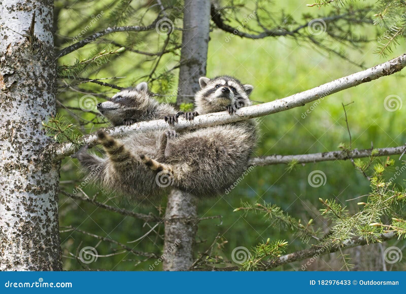 Two Young Racoons In Nest Stock Photography | CartoonDealer.com #216348374