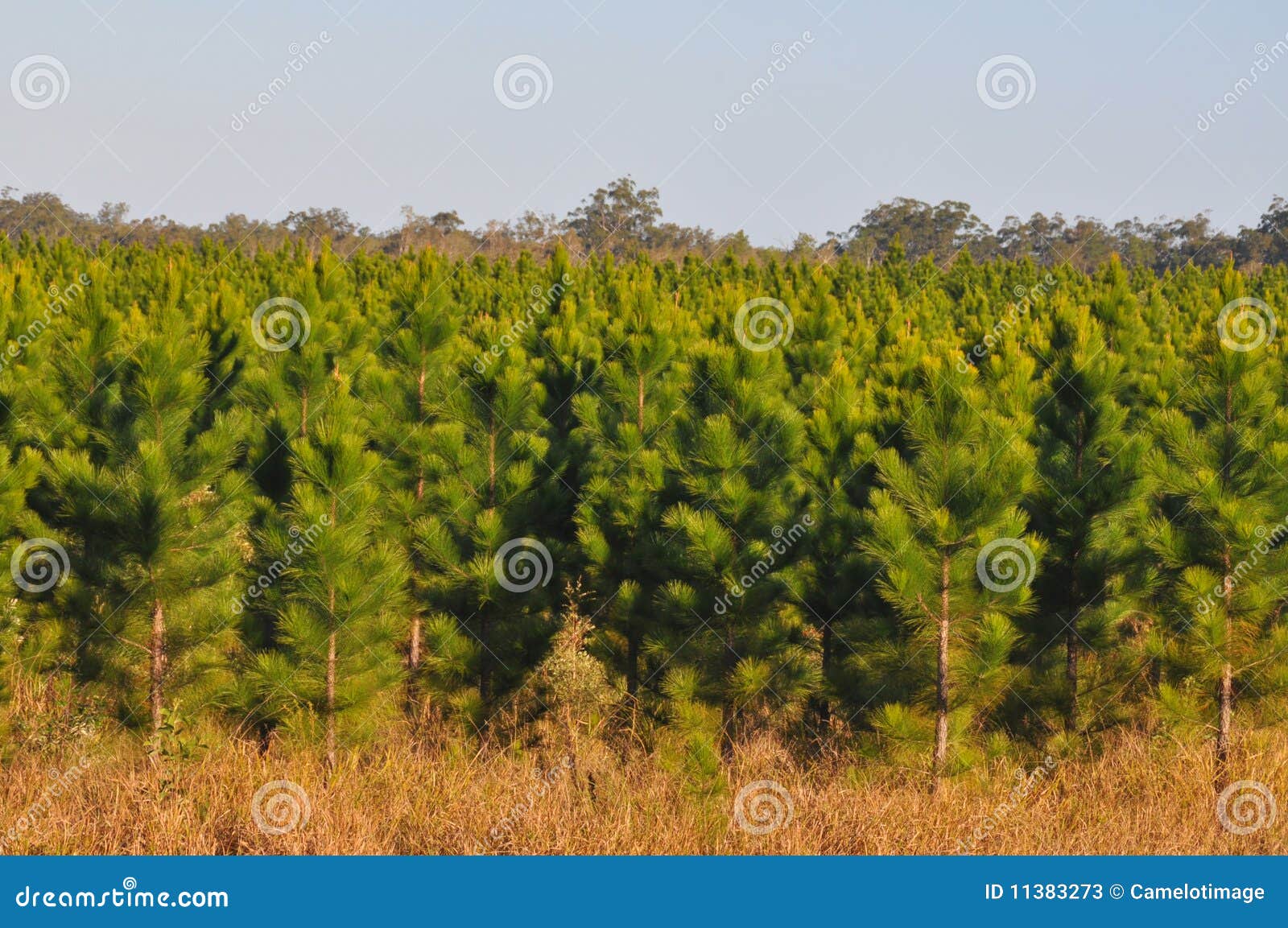 Young Radiata Pine Plantation Stock Image - Image of brown, small: 11383273