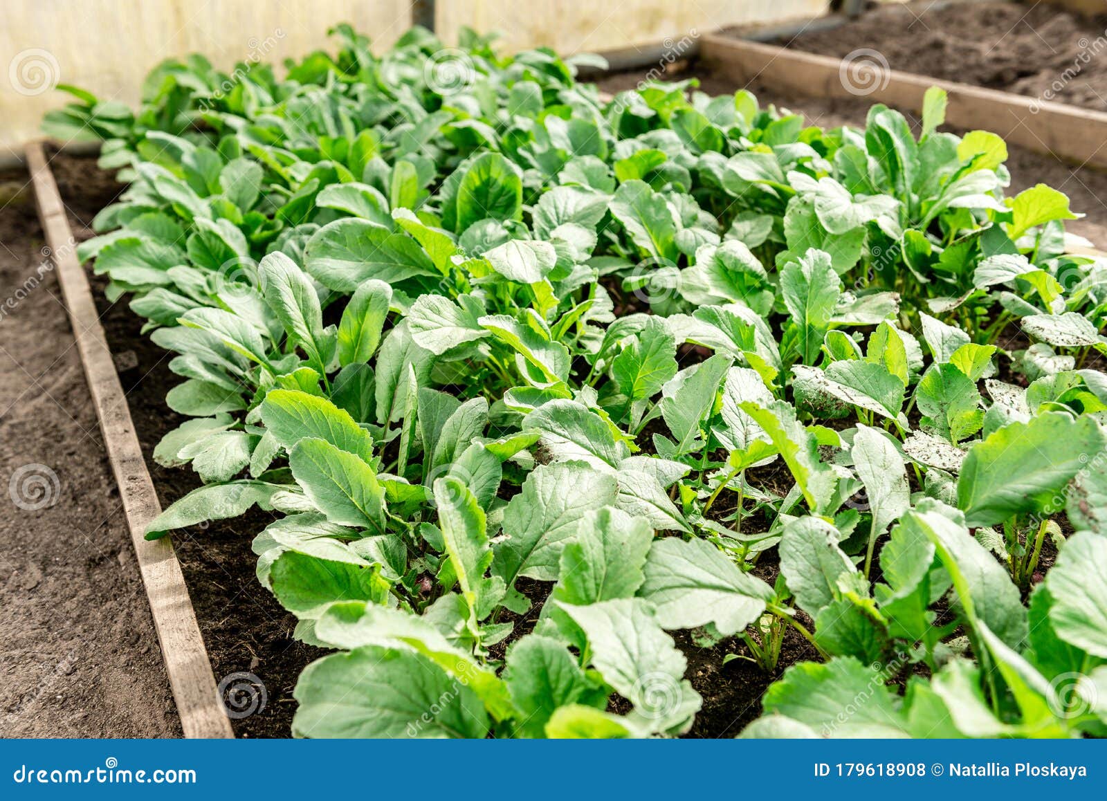 Young Radish Plant in Garden Soil Stock Photo - Image of agriculture ...