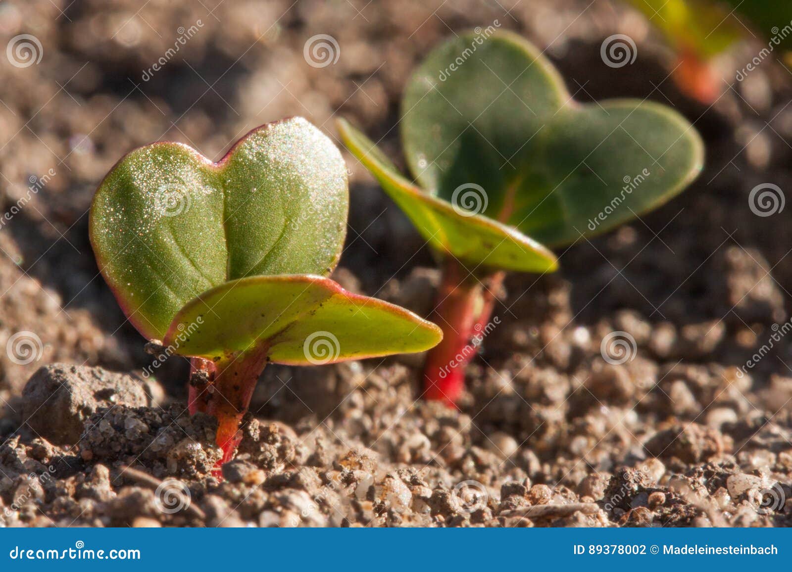Young Radish Seedlings Growing in the Garden in Early Spring Stock ...