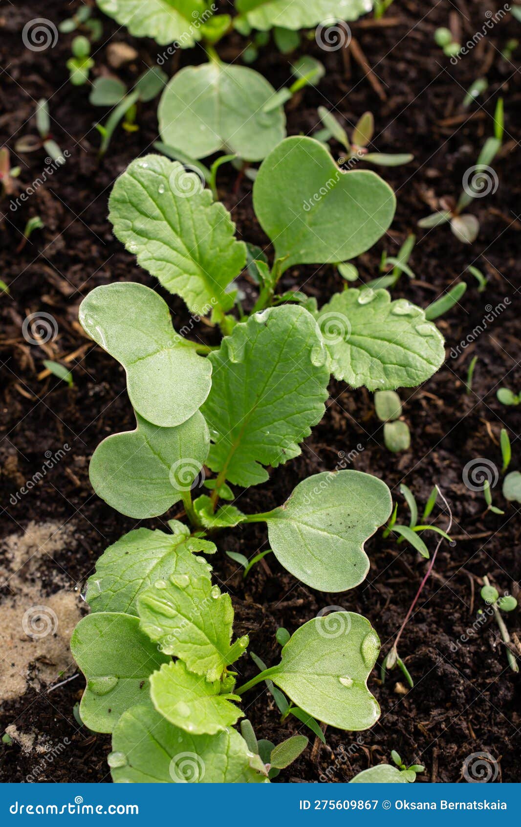 Young Radish Sprouts in the Ground Stock Image - Image of radish, taste ...