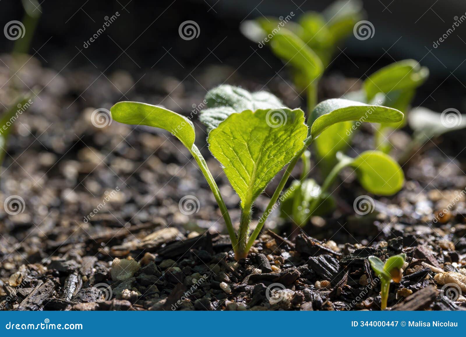 Young Radishes Sprouting in the Spring in Arizona Stock Image - Image of plant, vegetable: 344000447