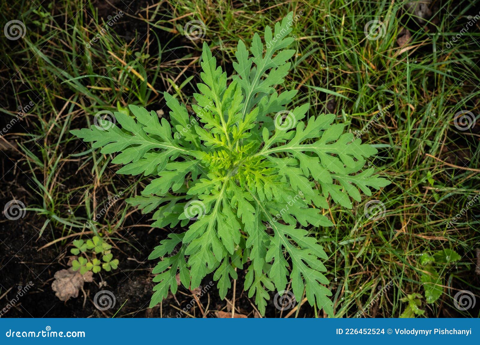 A Young Ragweed Plant Grows among the Grass. Stock Photo - Image of ...