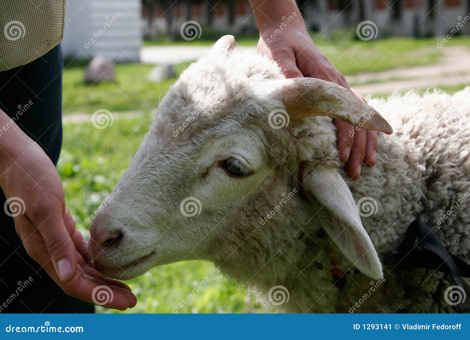 Young ram stock image. Image of soft, sheared, animal - 1293141