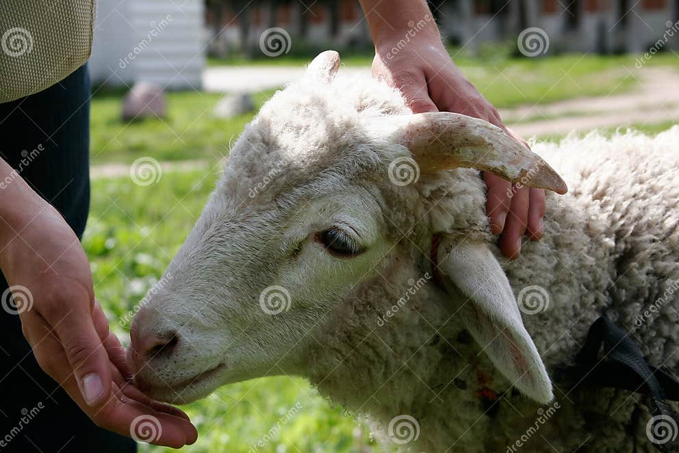 Young ram stock image. Image of soft, sheared, animal - 1293141