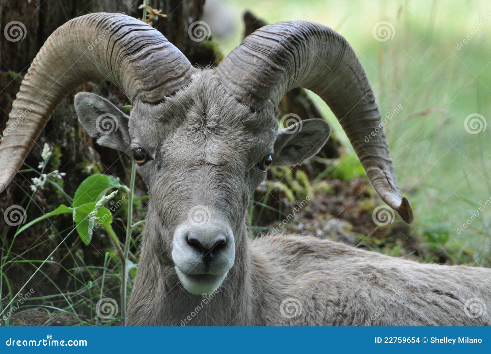 Young Ram stock photo. Image of horns, curled, wildliife - 22759654