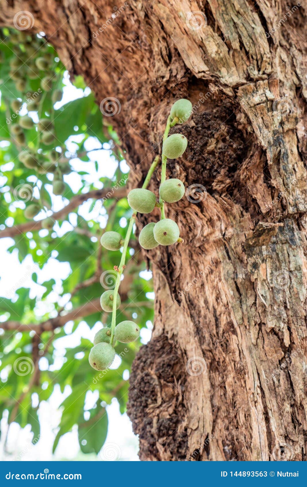 Young Rambeh or Rambi on Tree Stock Image - Image of green, branch ...