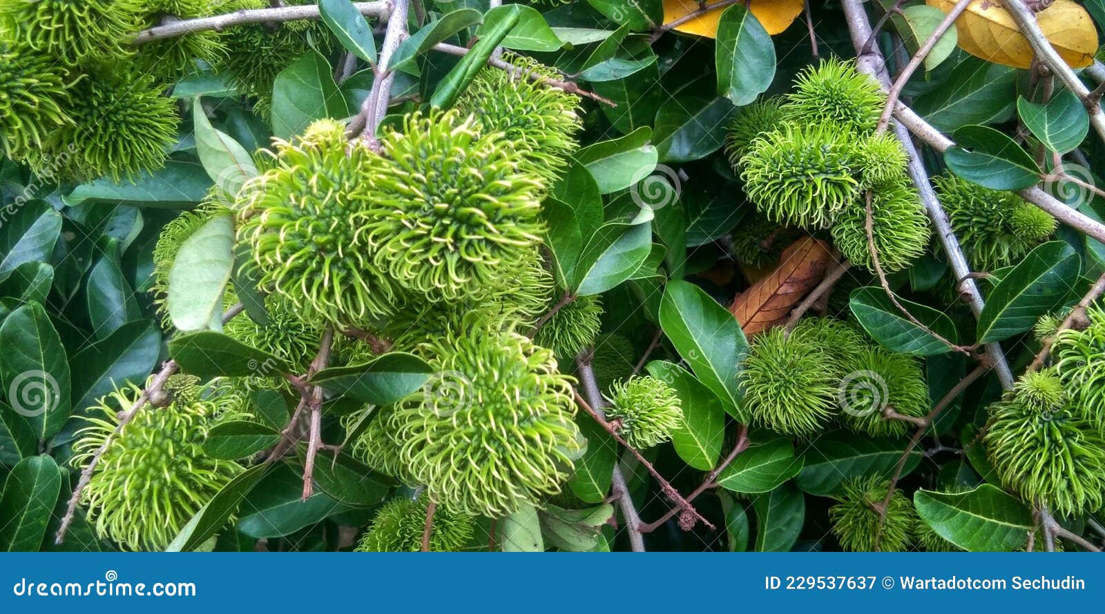 Young rambutan fruit stock image. Image of herb, fruit - 229537637