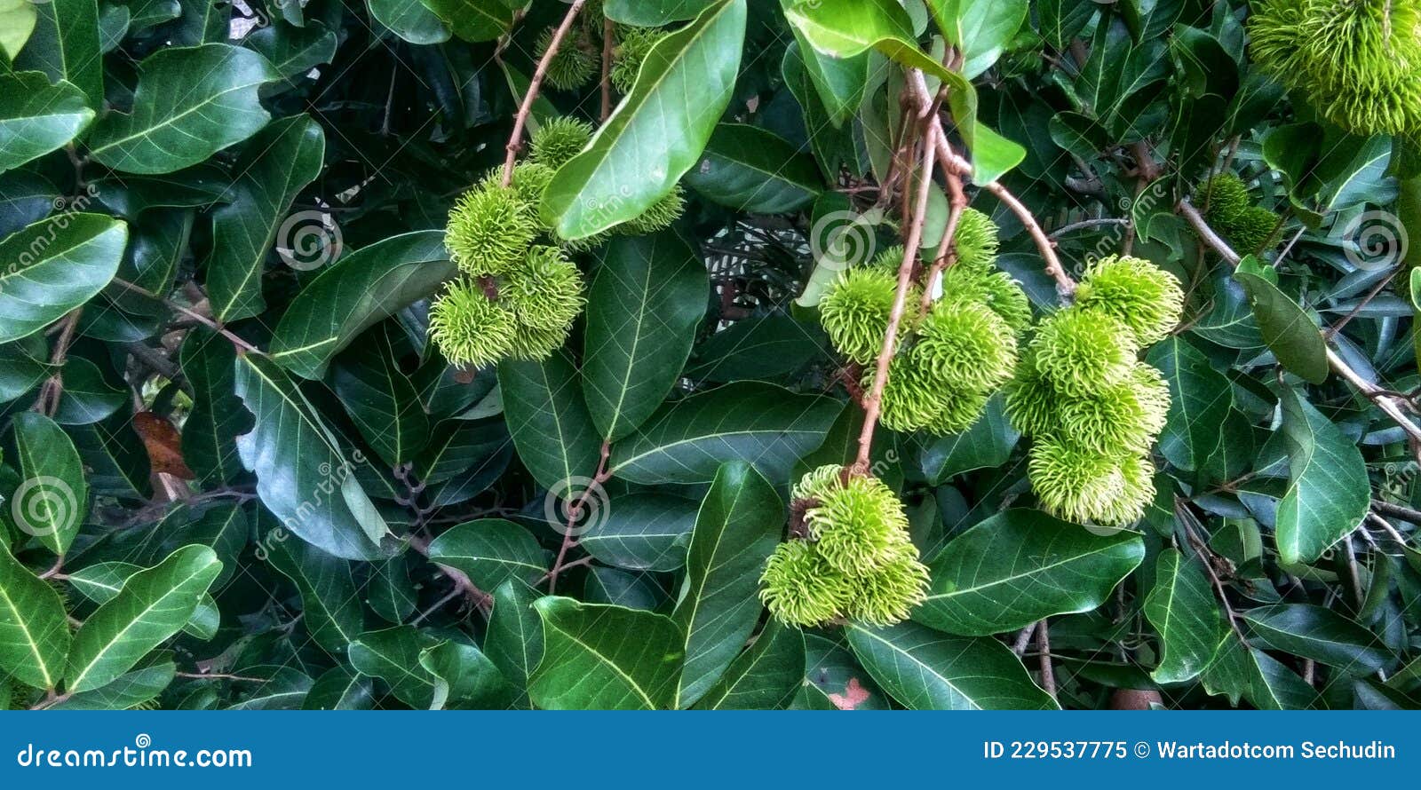 Young rambutan fruit stock image. Image of rambutan - 229537775
