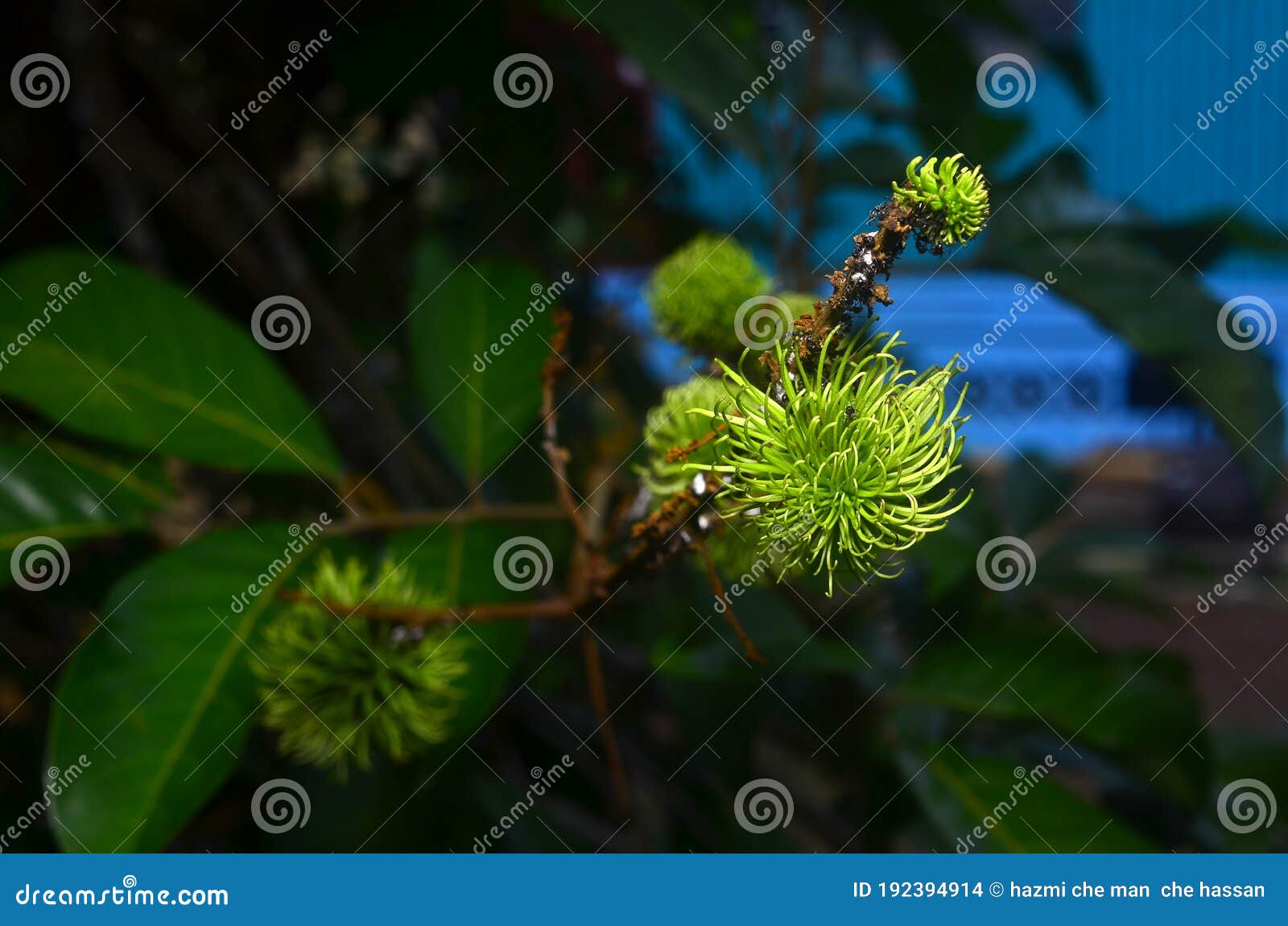 Close Up Young Rambutan Fruit in Growth Process Stock Photo - Image of ...