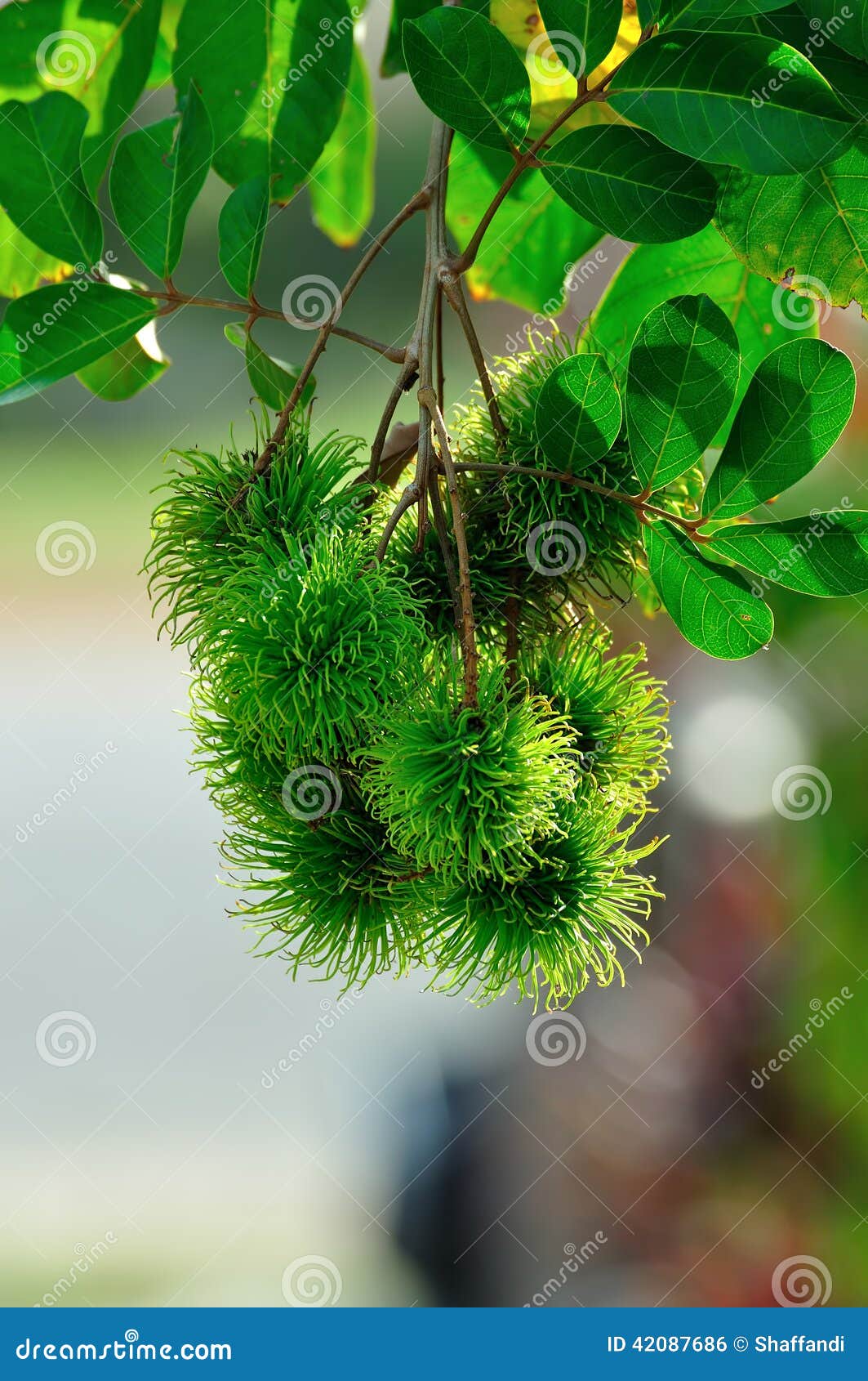 Young rambutan on tree stock photo. Image of closeup - 42087686