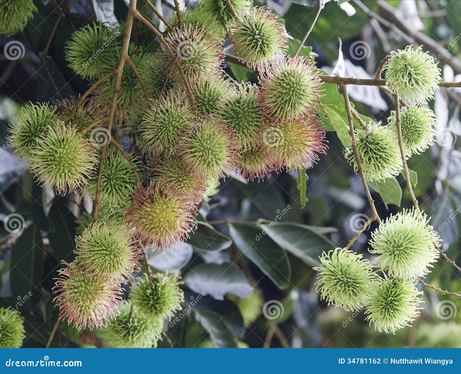 Young rambutan stock photo. Image of harvest, natural - 34781162