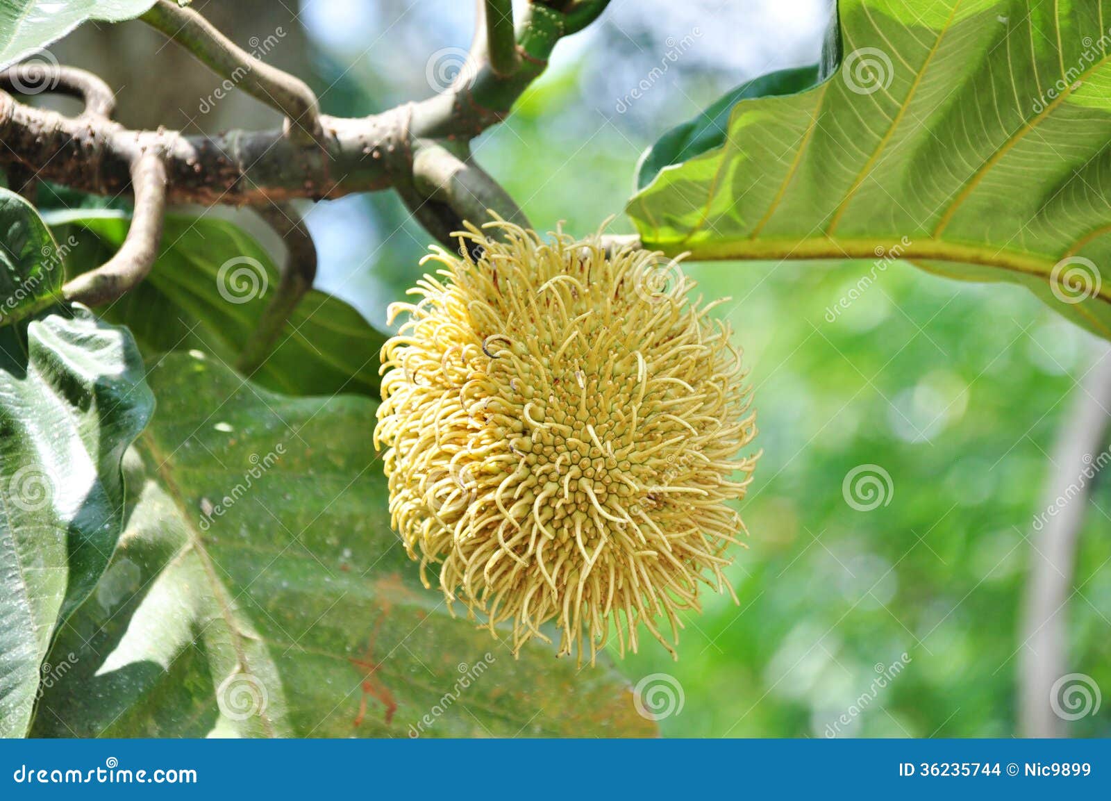A Young Rambutan stock photo. Image of rambutan, tropic - 36235744