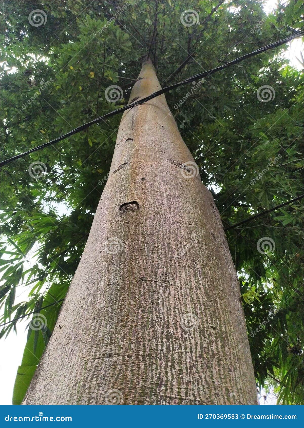 Randu Tree Bark Stock Photos - Free & Royalty-Free Stock Photos from ...