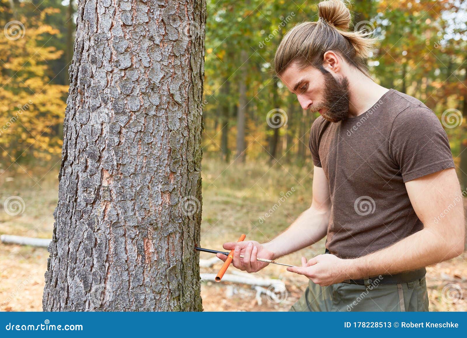 Young Ranger in the Age Determination of Tree Stock Image - Image of ...
