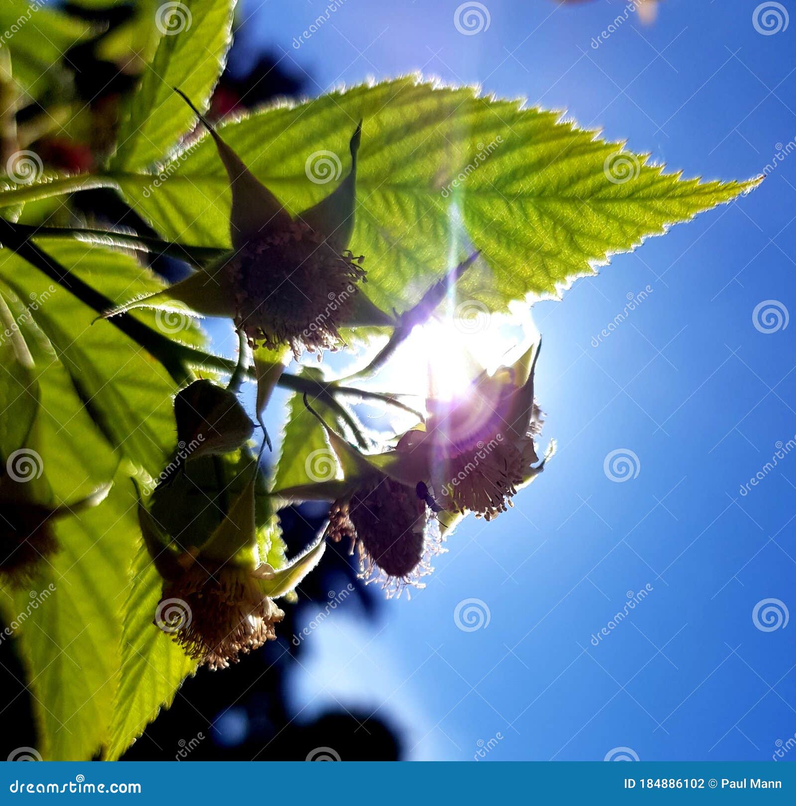 Young Raspberries in the Sun Stock Photo - Image of young, fruit: 184886102