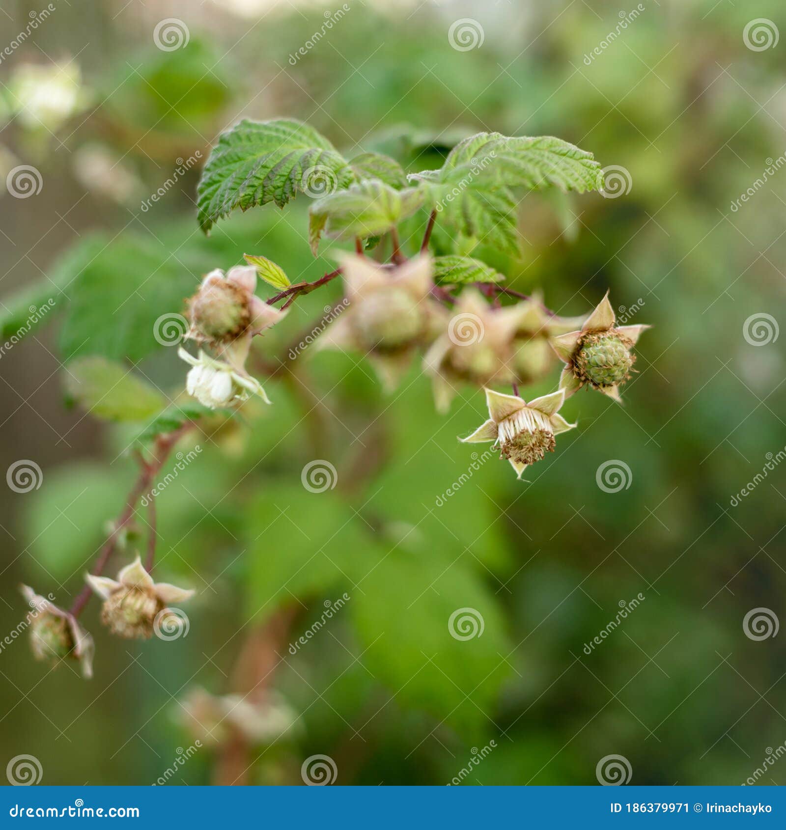 Young Raspberry Buds in the Evening Forest Stock Image - Image of ...