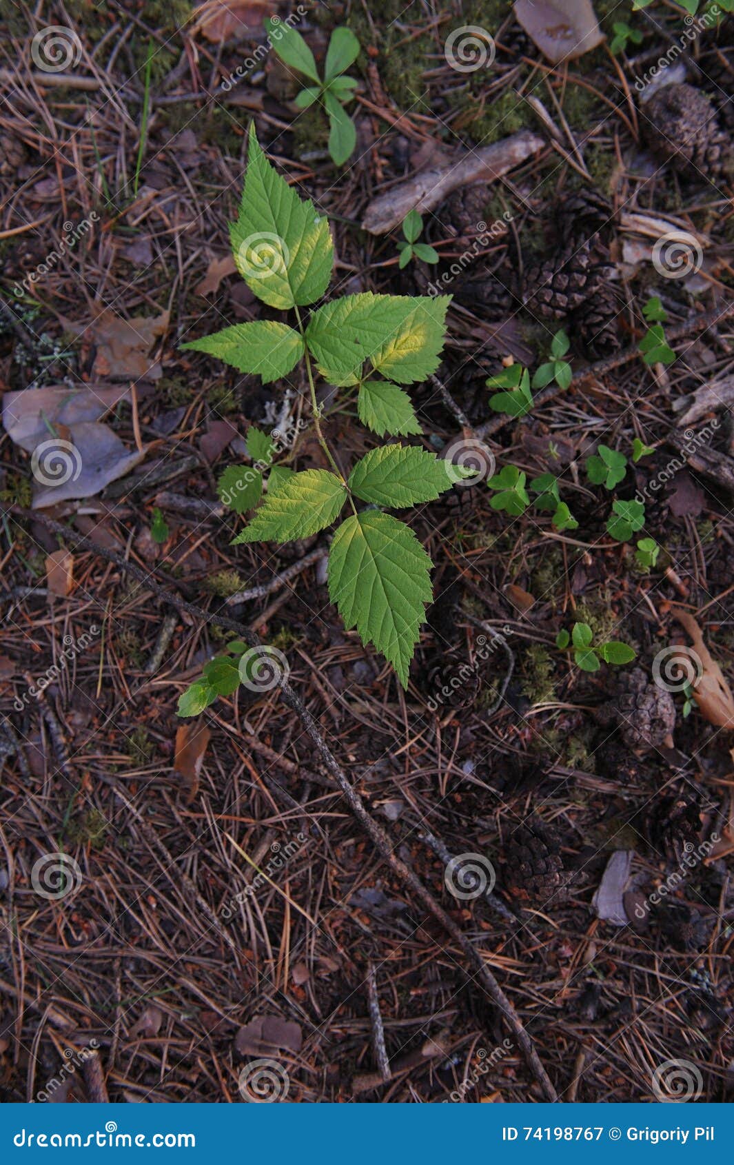 Young raspberry bush stock image. Image of macro, background - 74198767