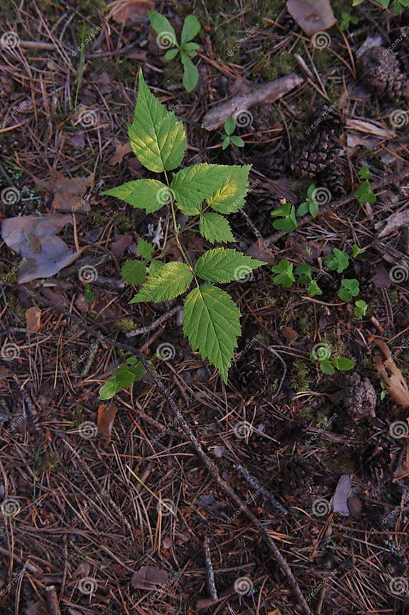 Young raspberry bush stock image. Image of macro, background - 74198767