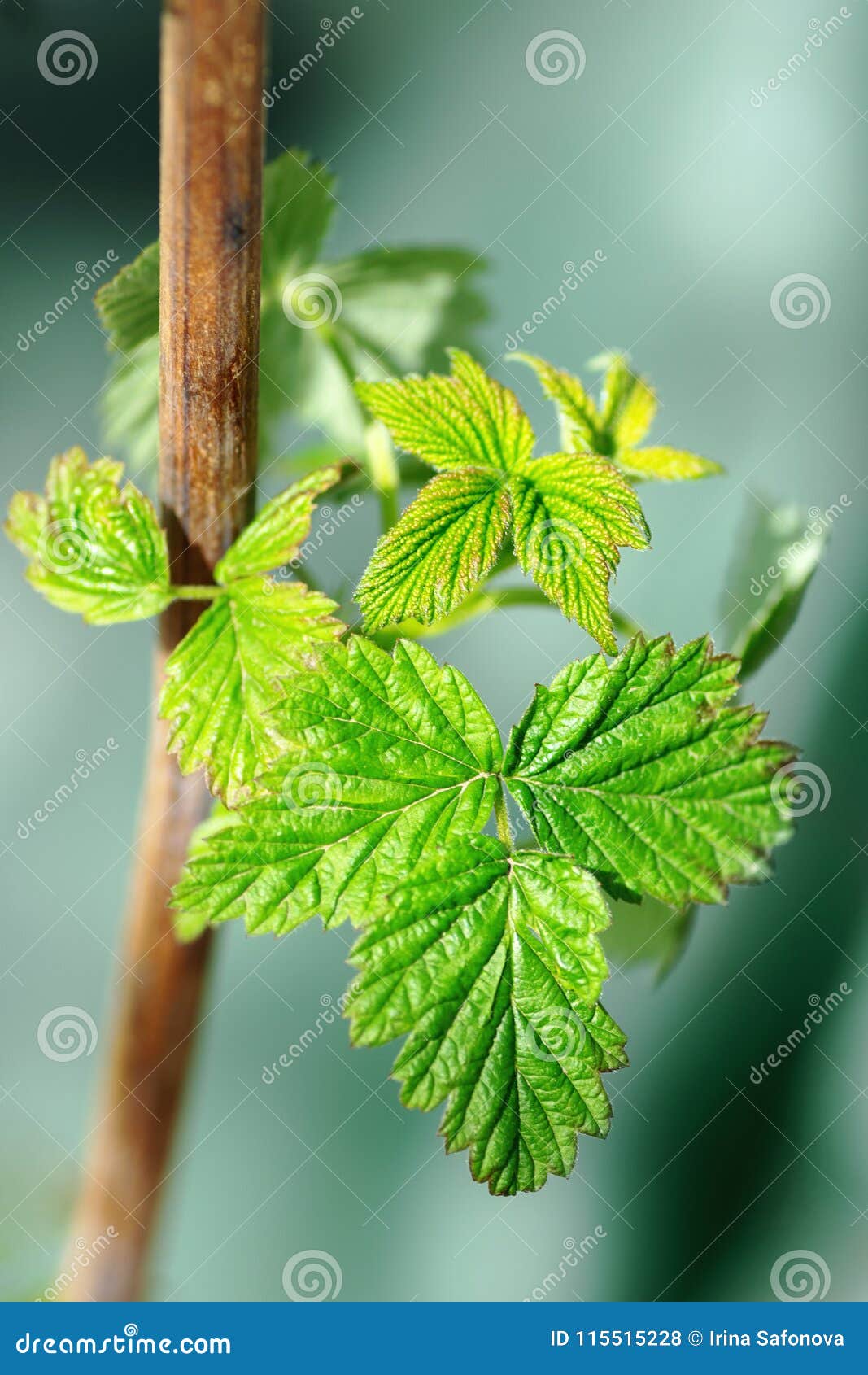 Young Raspberry Leaf Close-up Grow in the Spring Stock Photo - Image of ...