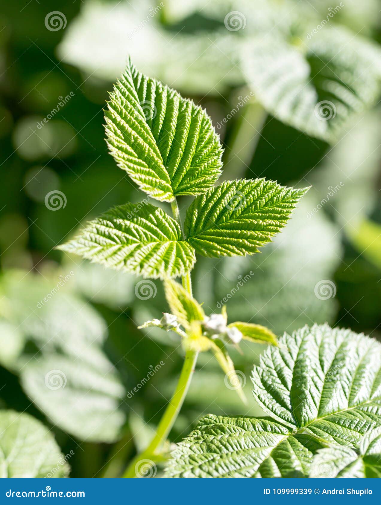 Young Raspberry Leaves in Nature Stock Image - Image of botany, season ...